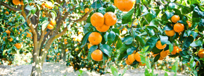 State Flower Series: Florida Orange Blossom