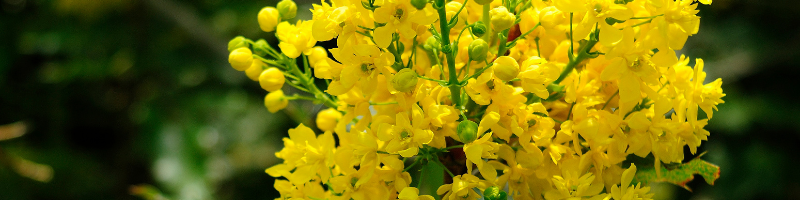 The 50 Official State Flowers of America