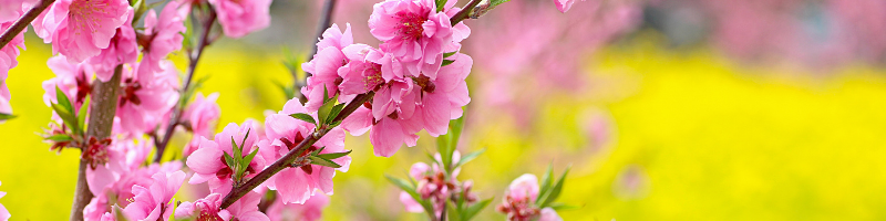 The 50 Official State Flowers of America