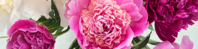 The 50 Official State Flowers of America