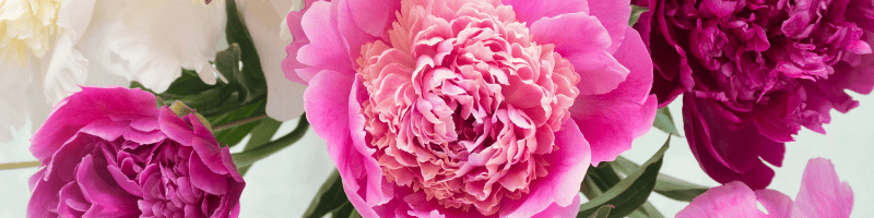 The 50 Official State Flowers of America