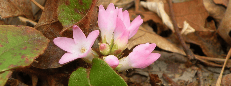 State Flower Series: Massachusetts Mayflower