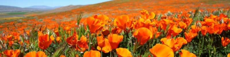 The 50 Official State Flowers of America