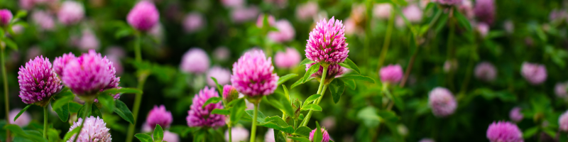 The 50 Official State Flowers of America