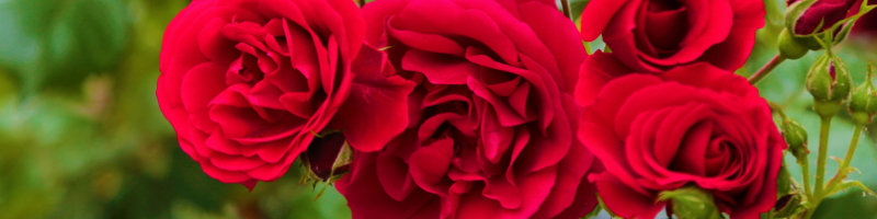 The 50 Official State Flowers of America