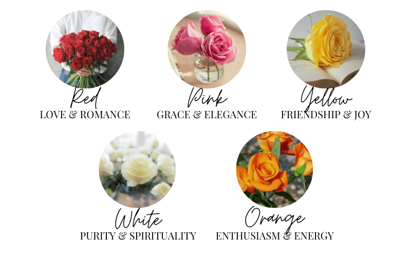 State Flower Series: New York Rose