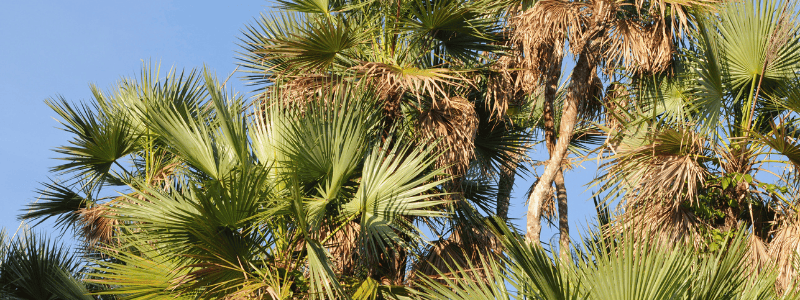 State Flower Series: Florida Orange Blossom