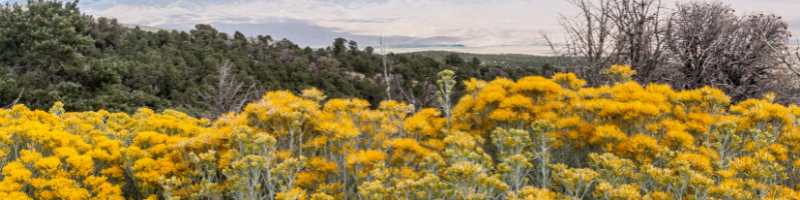 The 50 Official State Flowers of America