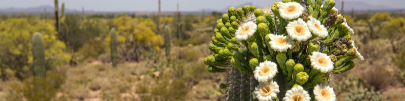 The 50 Official State Flowers of America