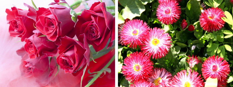 Flowers of the Caribbean