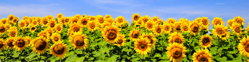 The 50 Official State Flowers of America