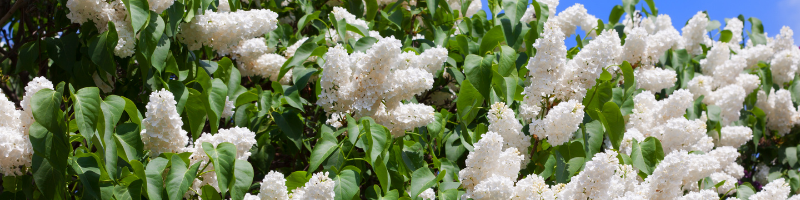 The 50 Official State Flowers of America