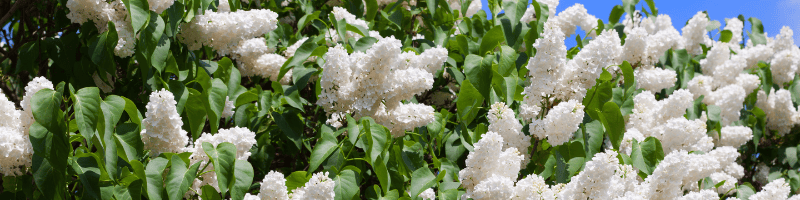 The 50 Official State Flowers of America