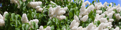 The 50 Official State Flowers of America