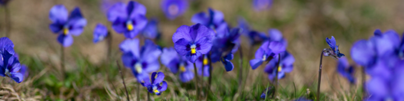 The 50 Official State Flowers of America