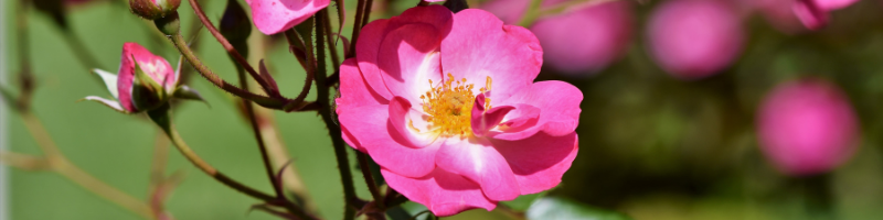 The 50 Official State Flowers of America