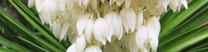 The 50 Official State Flowers of America